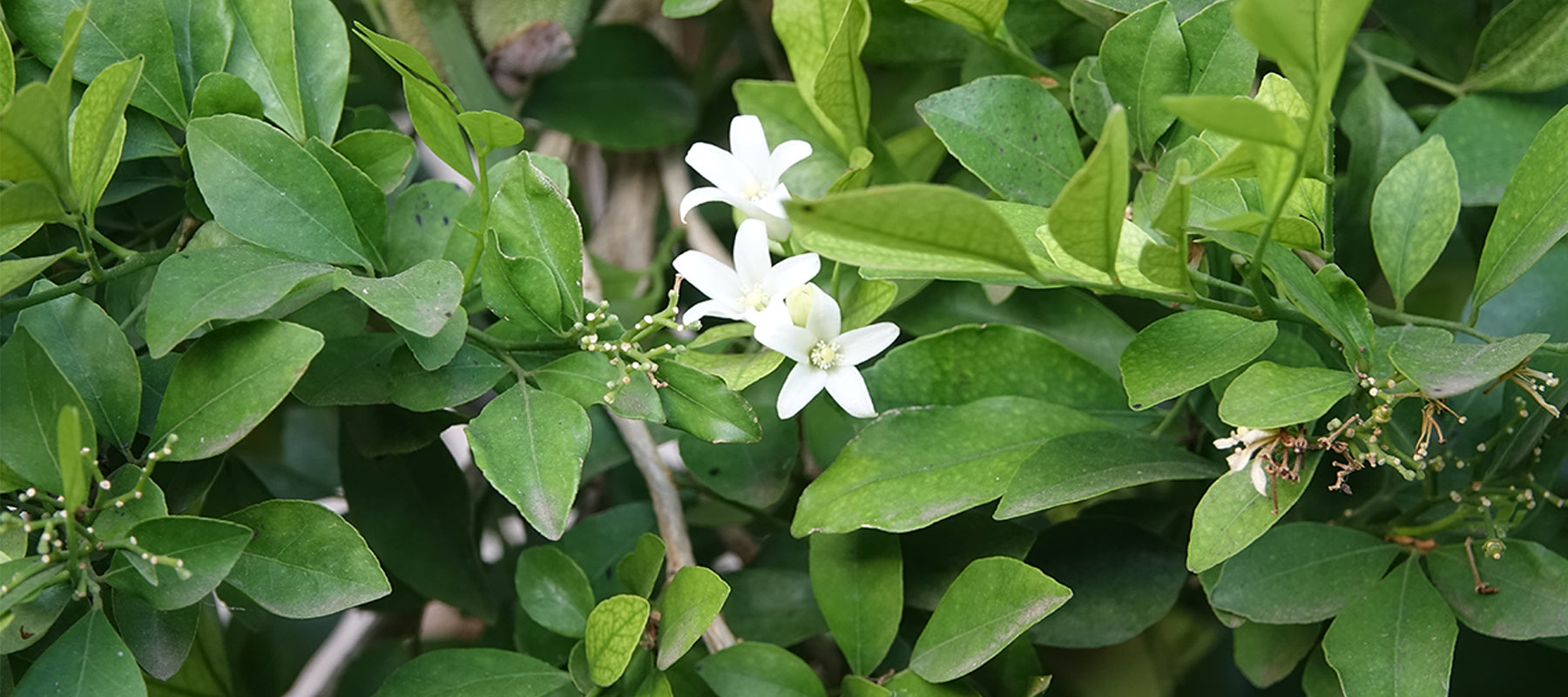 Benefits of Jasmine Essential Oil: From Beauty to Stress Relief